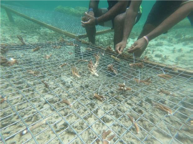 Building resilience to ocean acidification in Fiji and Kiribati ...